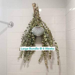 Eucalyptus For Your Shower Fresh + Original Self Care – theselfcareshower